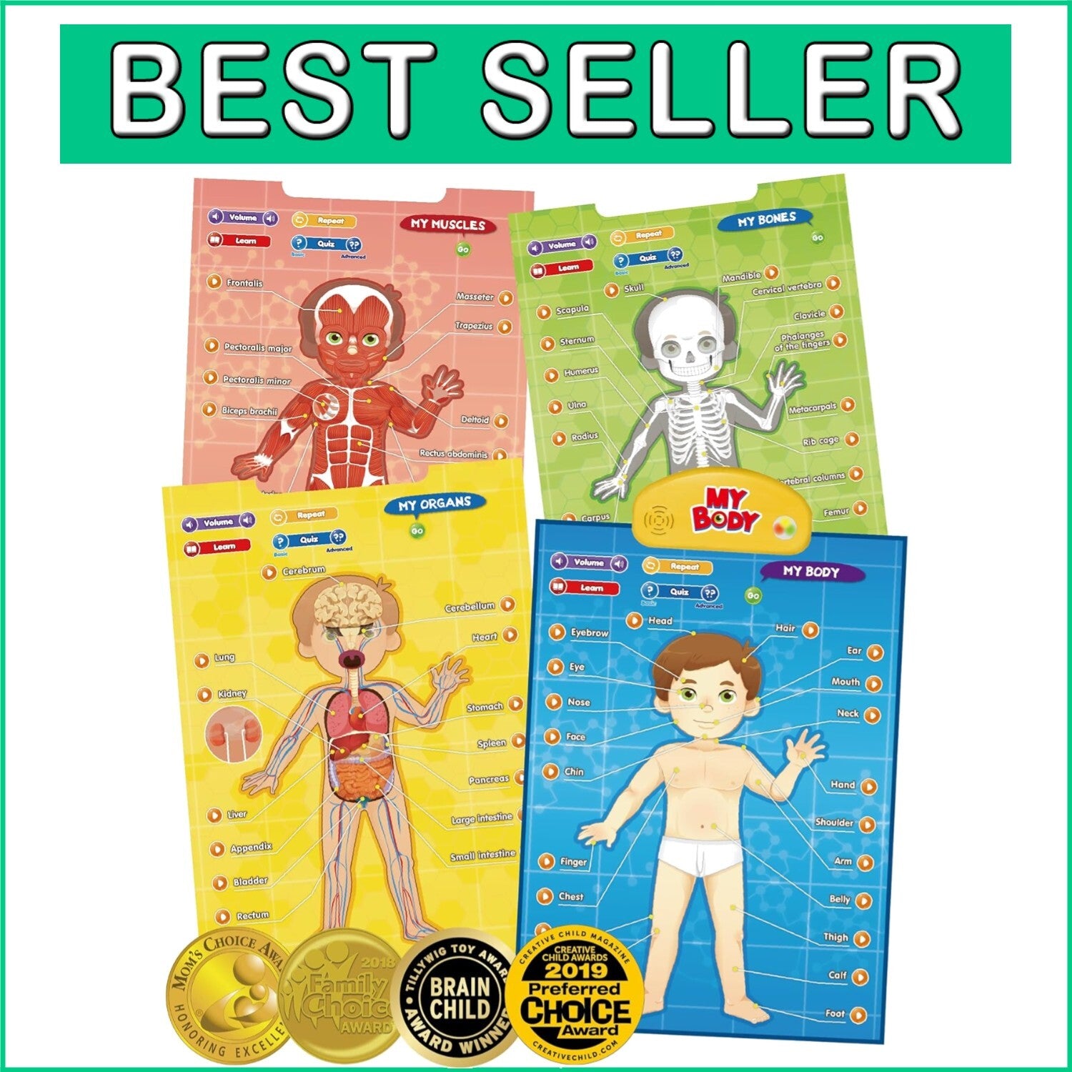 Learn Body Parts and Muscles with Interactive Talking Anatomy Poster f ...